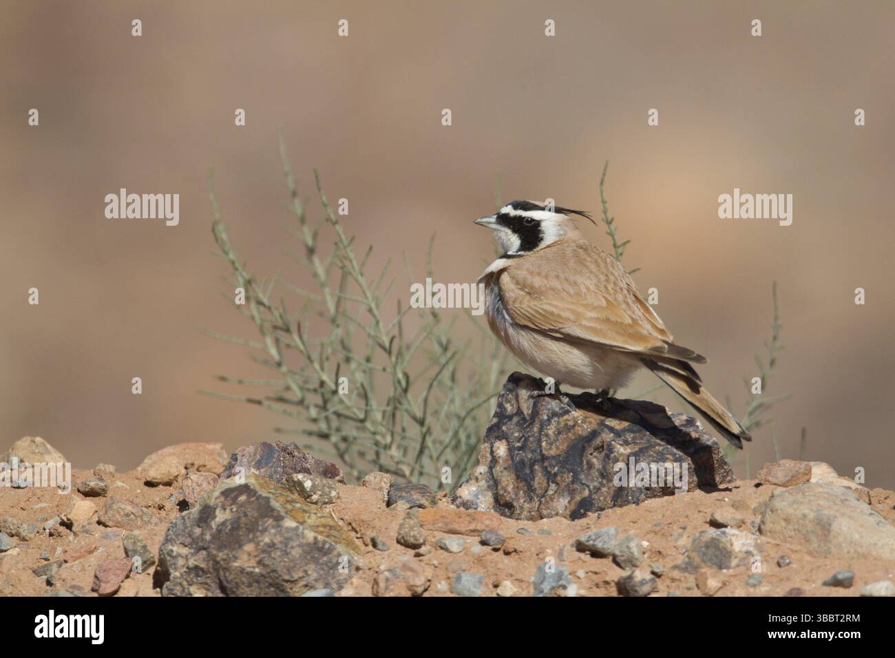 Temminck's Lark (Eremophila bilopha), Morocco, Africa Stock Photo - Alamy