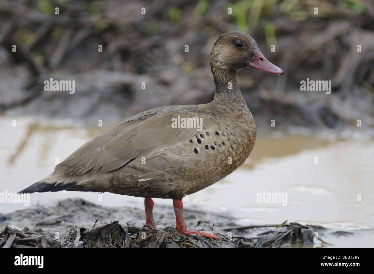 Brazilian Teal (Amazonetta brasiliensis), Pantanal, Brazil, South ...