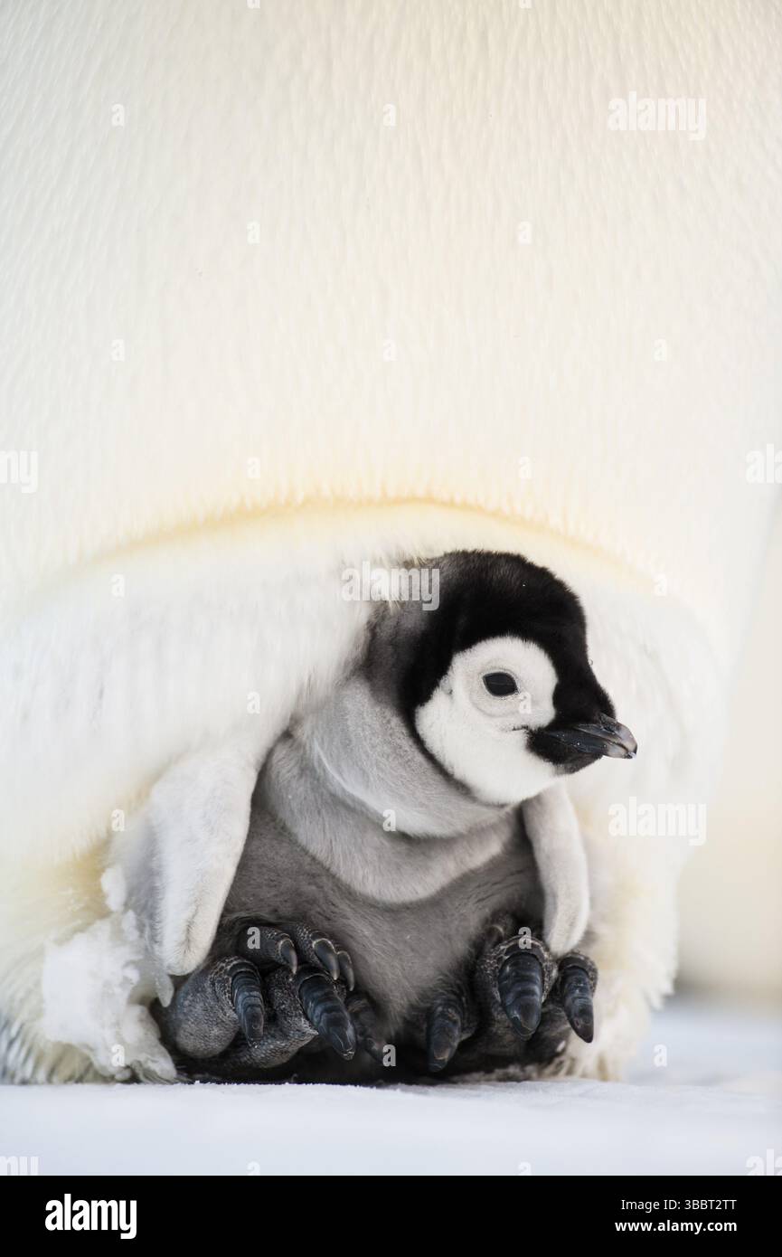 Emperor Penguin (Aptenodytes forsteri) with chick, Queen Maud Land ...