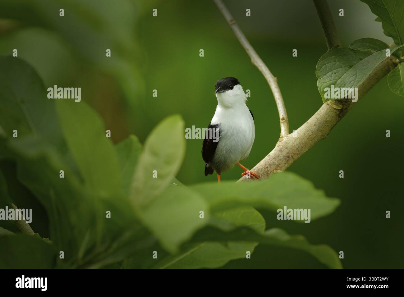 White-bearded Manakin, Manacus manacus, rare bird, Trinidad, Central ...