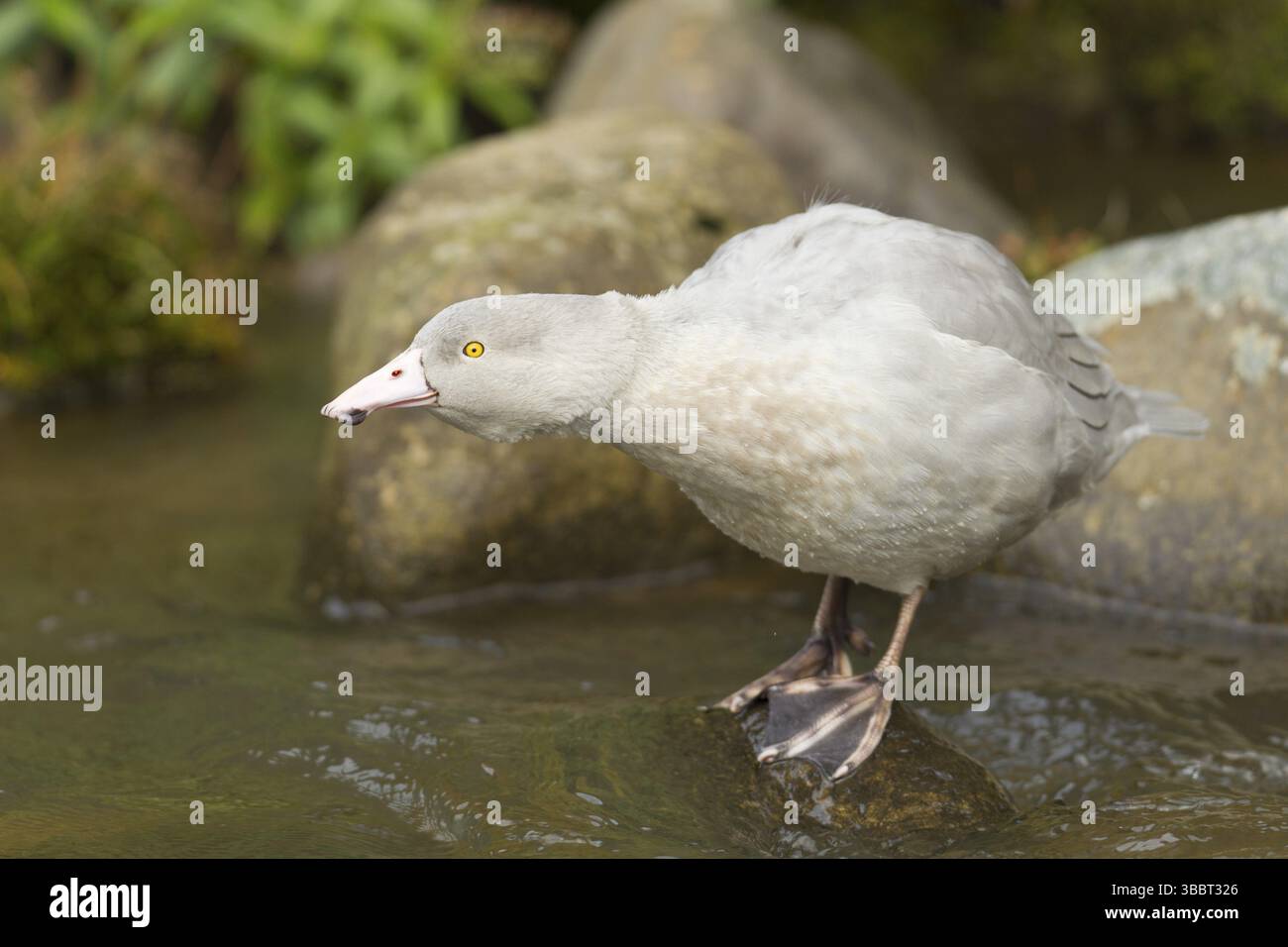Leucistic male blue duck (Hymenolaimus malacorhynchos Stock Photo - Alamy
