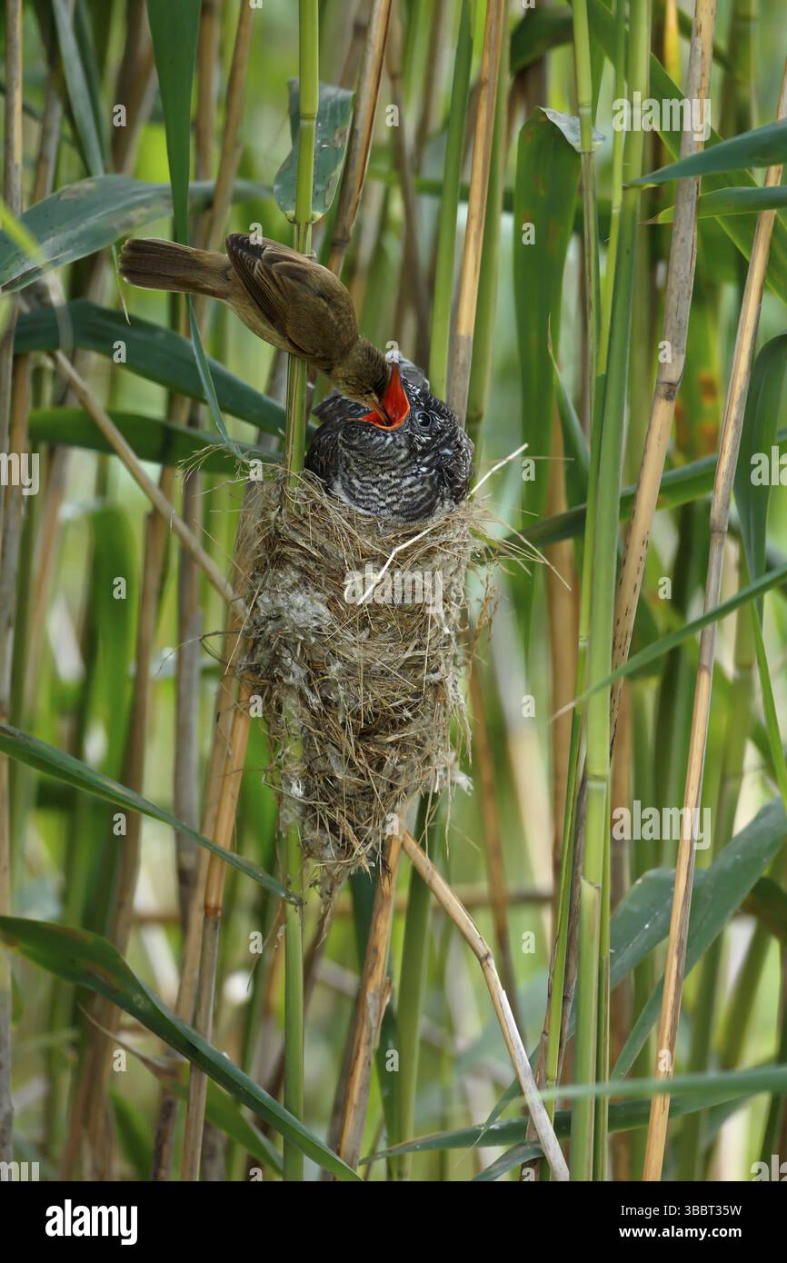 Common Cuckoo & Eurasian Reed Warbler (Cuculus canorus & Acrocephalus ...