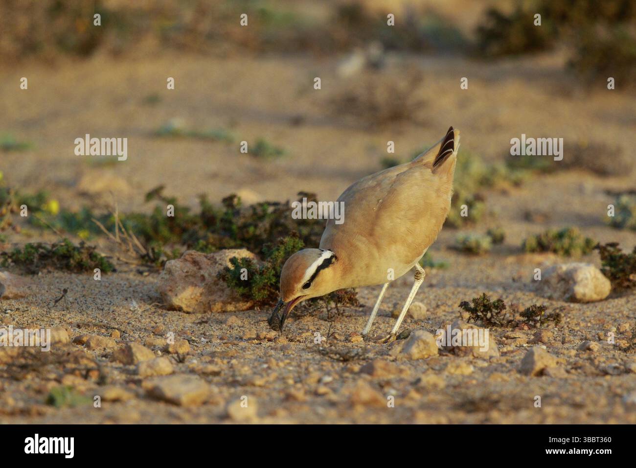 Cream-colored Courser (Cursorius cursor) with captured bug in its beak ...