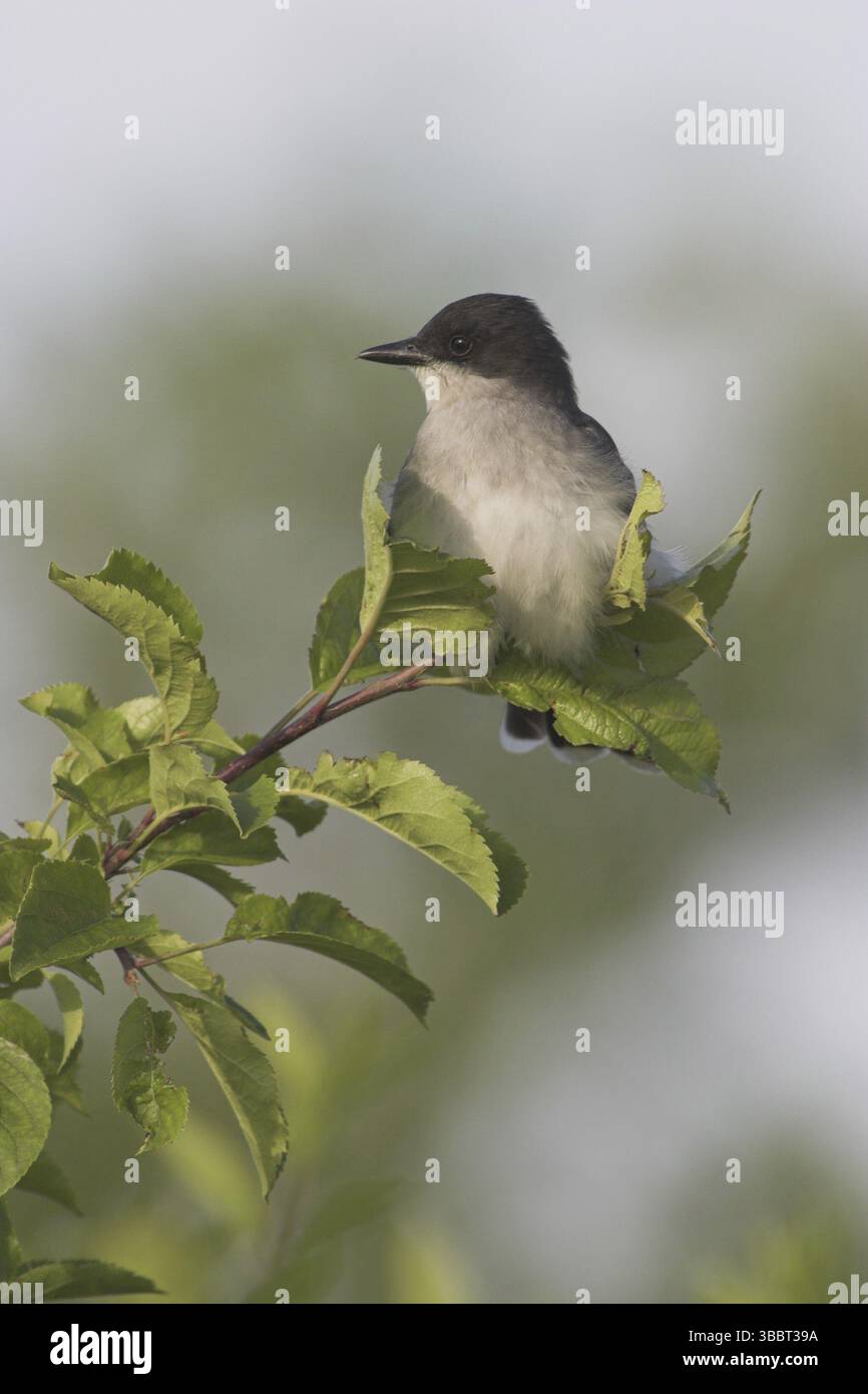 Eastern Kingbird (Tyrannus tyrannus), Ontario, Canada, North America ...