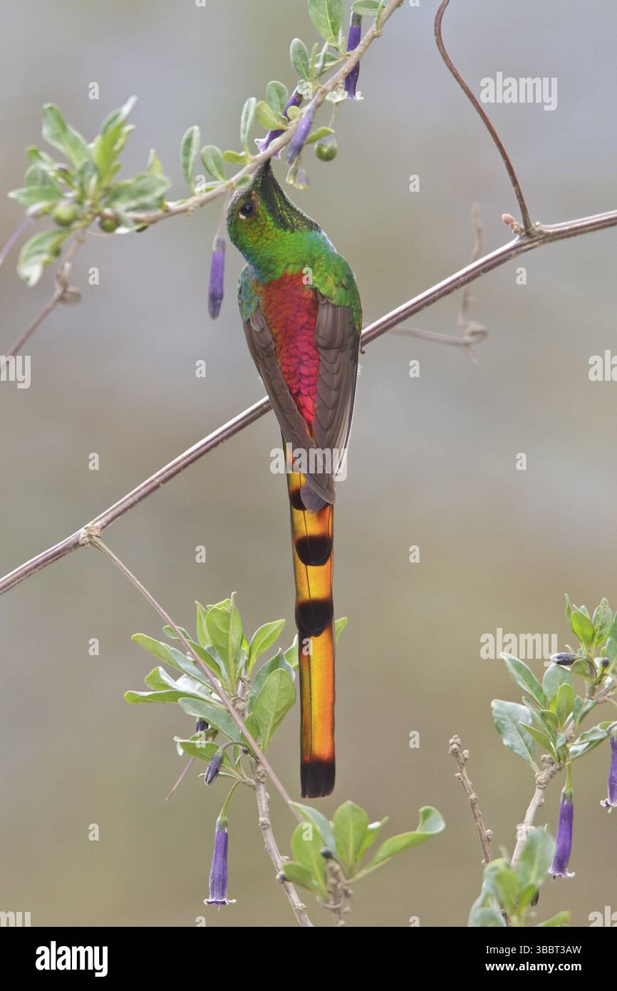 Red tailed comet sappho sparganura perched on a branch in bolivia hi ...