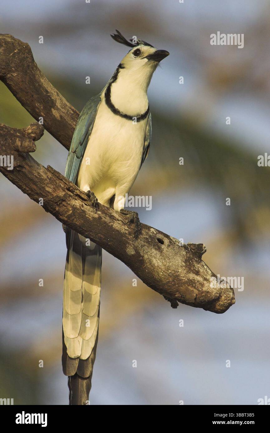 White-throated Magpie-jay (Calocitta formosa), Costa Rica, Central ...