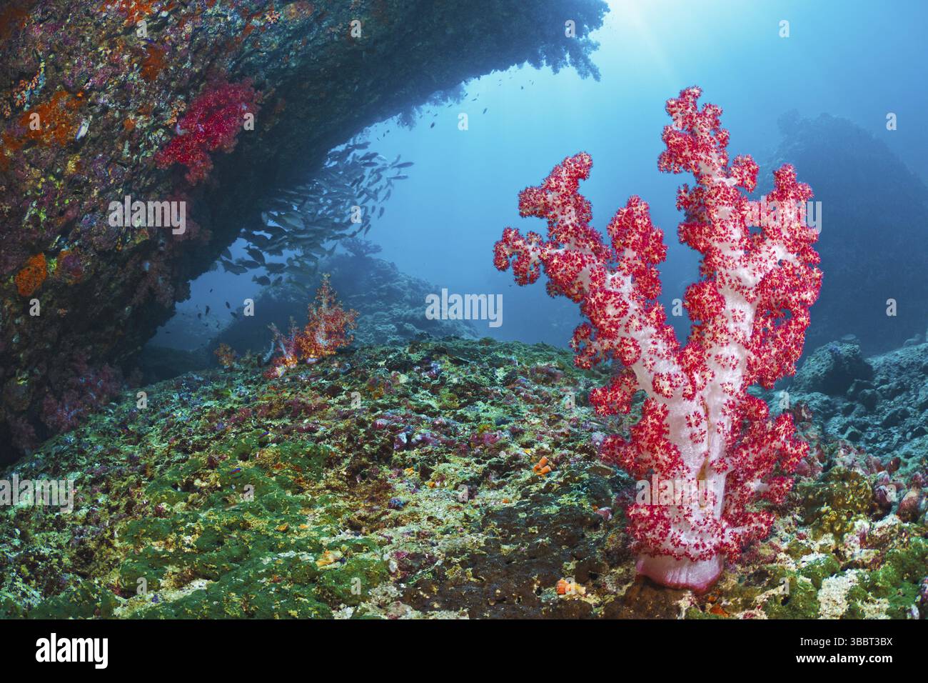 Baeumchen-Weichkoralle, Nephtheidae Carnation Coral, Nephtheidae Stock ...