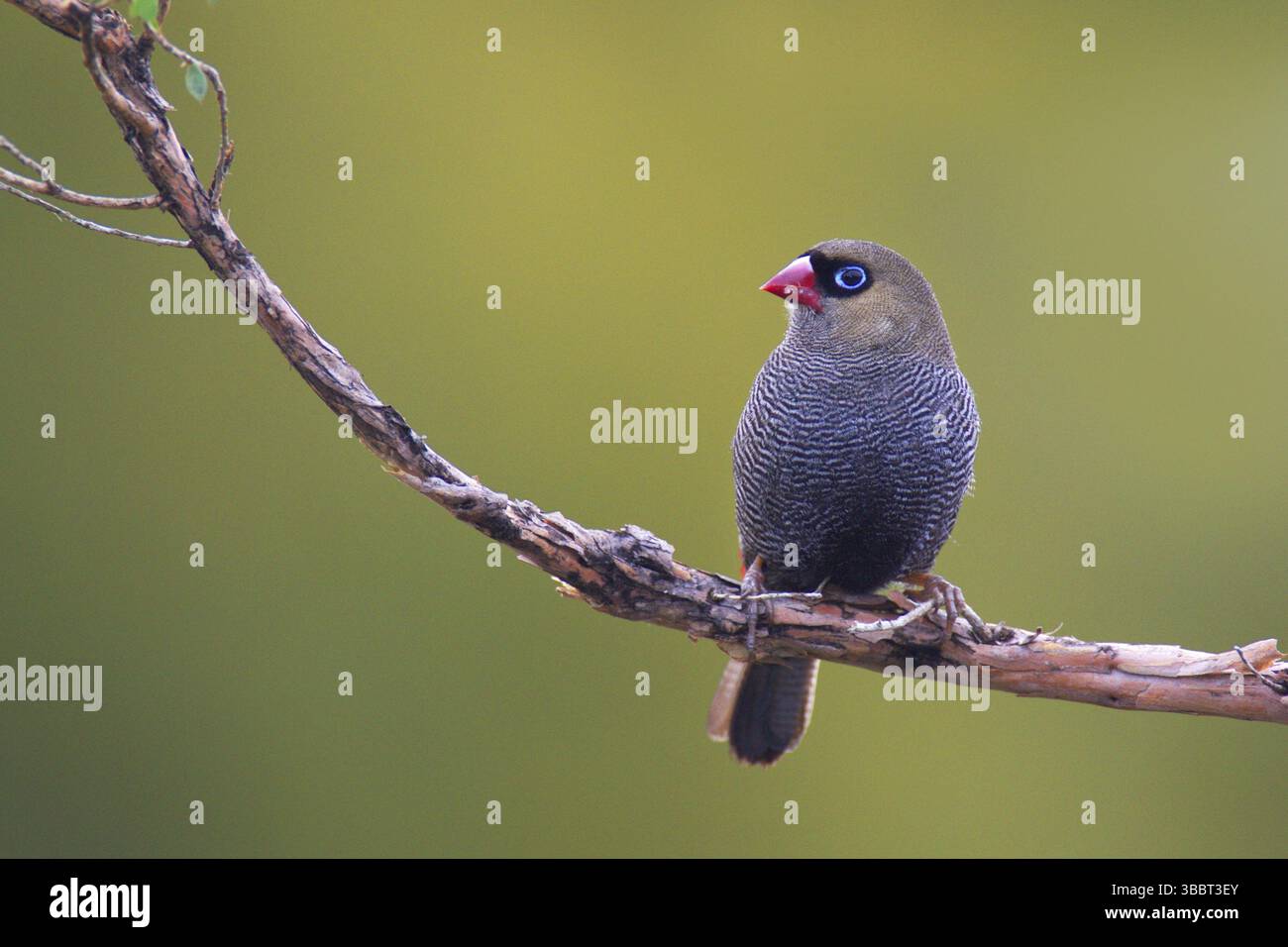 Beautiful Firetail (Stagonopleura bella), Tasmania, Australia, Oceania ...