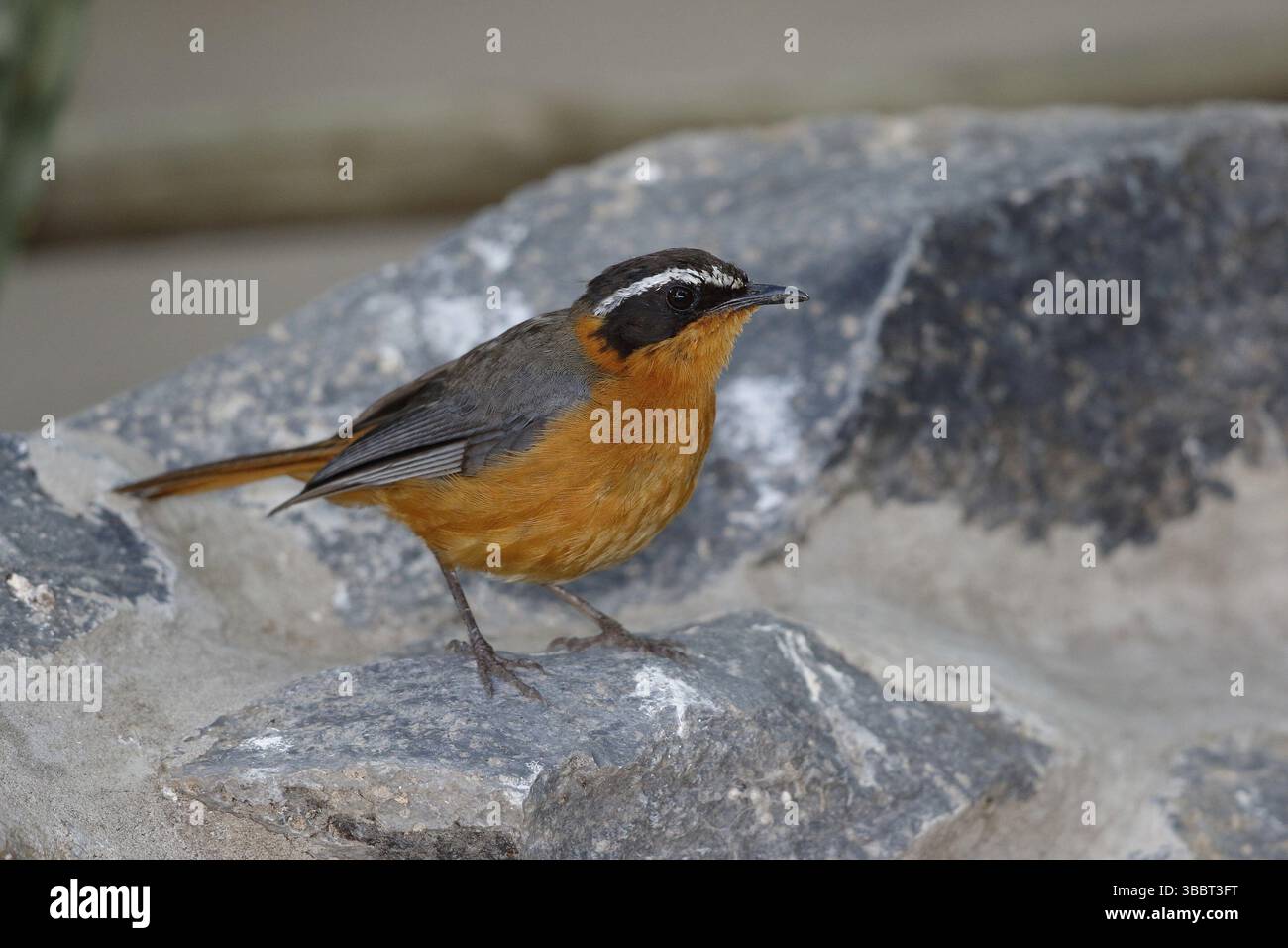 White-browed Robin-Chat (Cossypha heuglini), Maun, Botswana, Africa ...