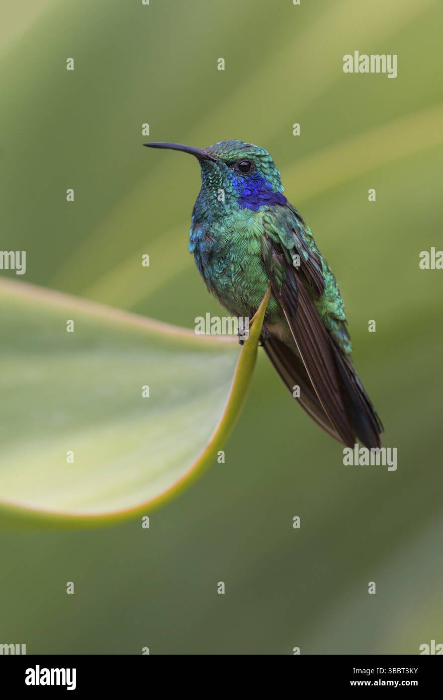 Green Violetear Hummingbird (Colibri thalassinus) - San Gerrardo de ...