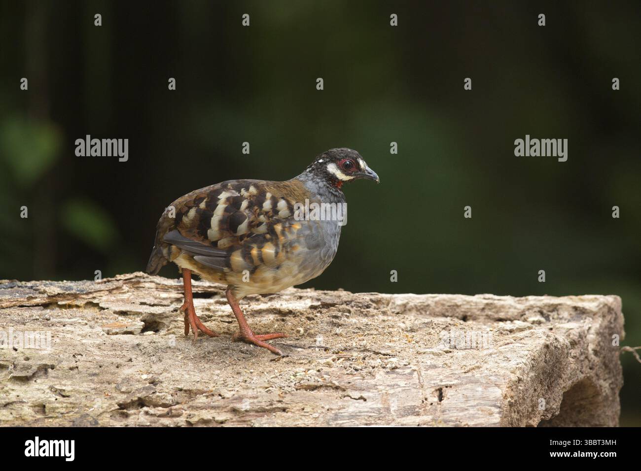 Malaysian Partridge (Arborophila campbelli), Panang, Malaysia, Asia ...