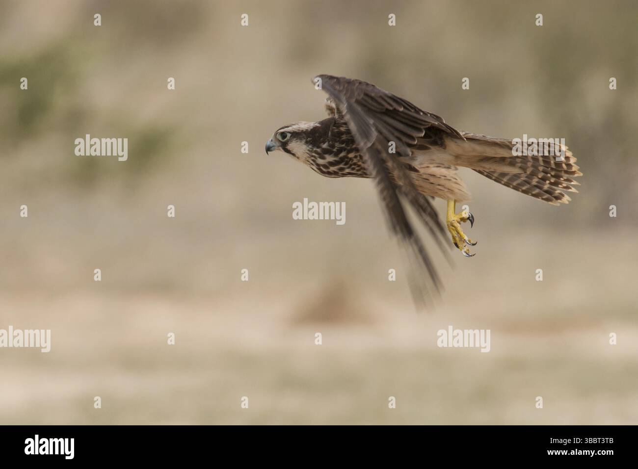 Lanner Falcon (Falco biarmicus) flying, Northern Cape, South Africa ...
