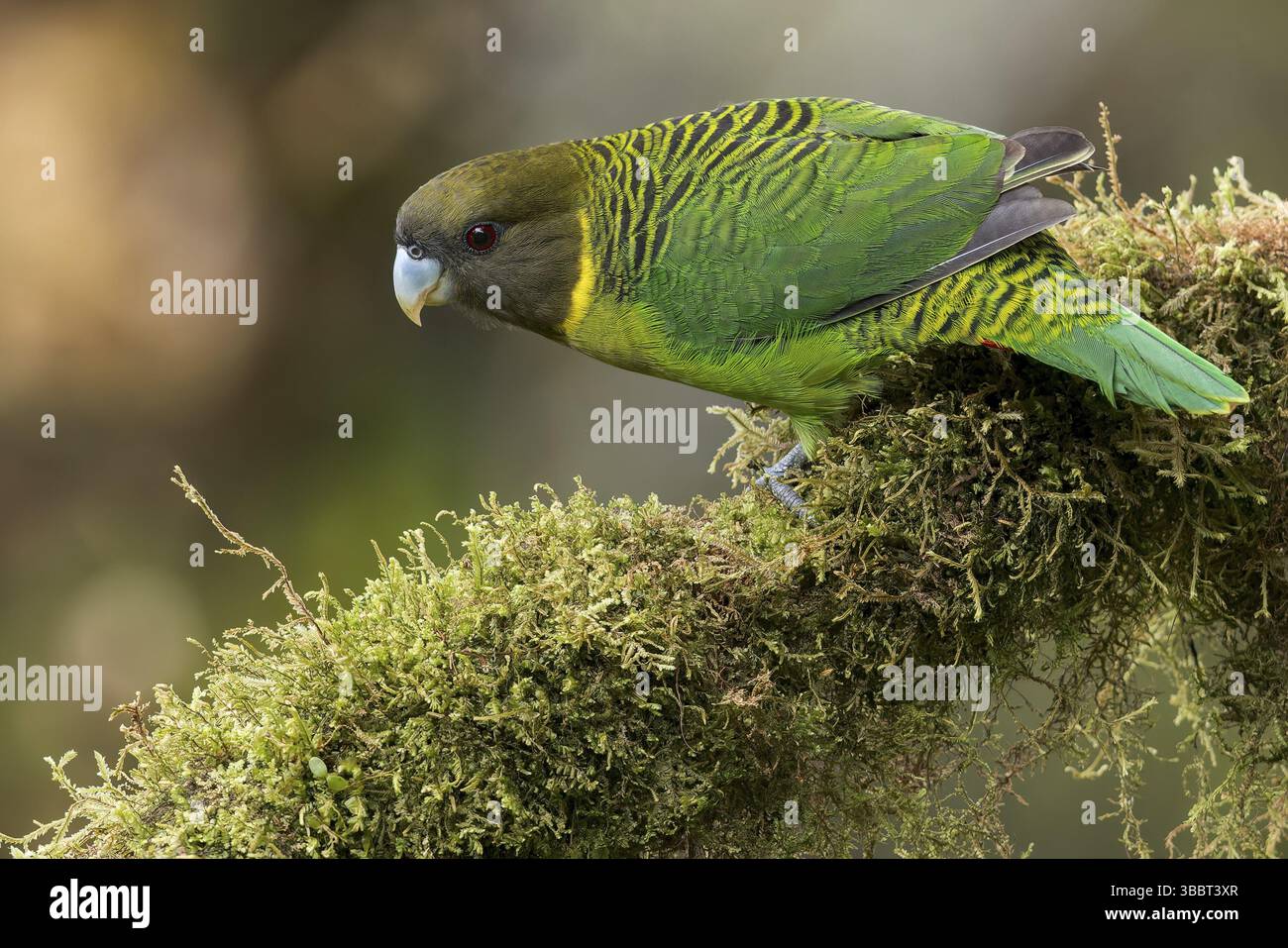 Brehm's Tiger Parrot (Psittacella brehmii) perched on a branch in Papua ...