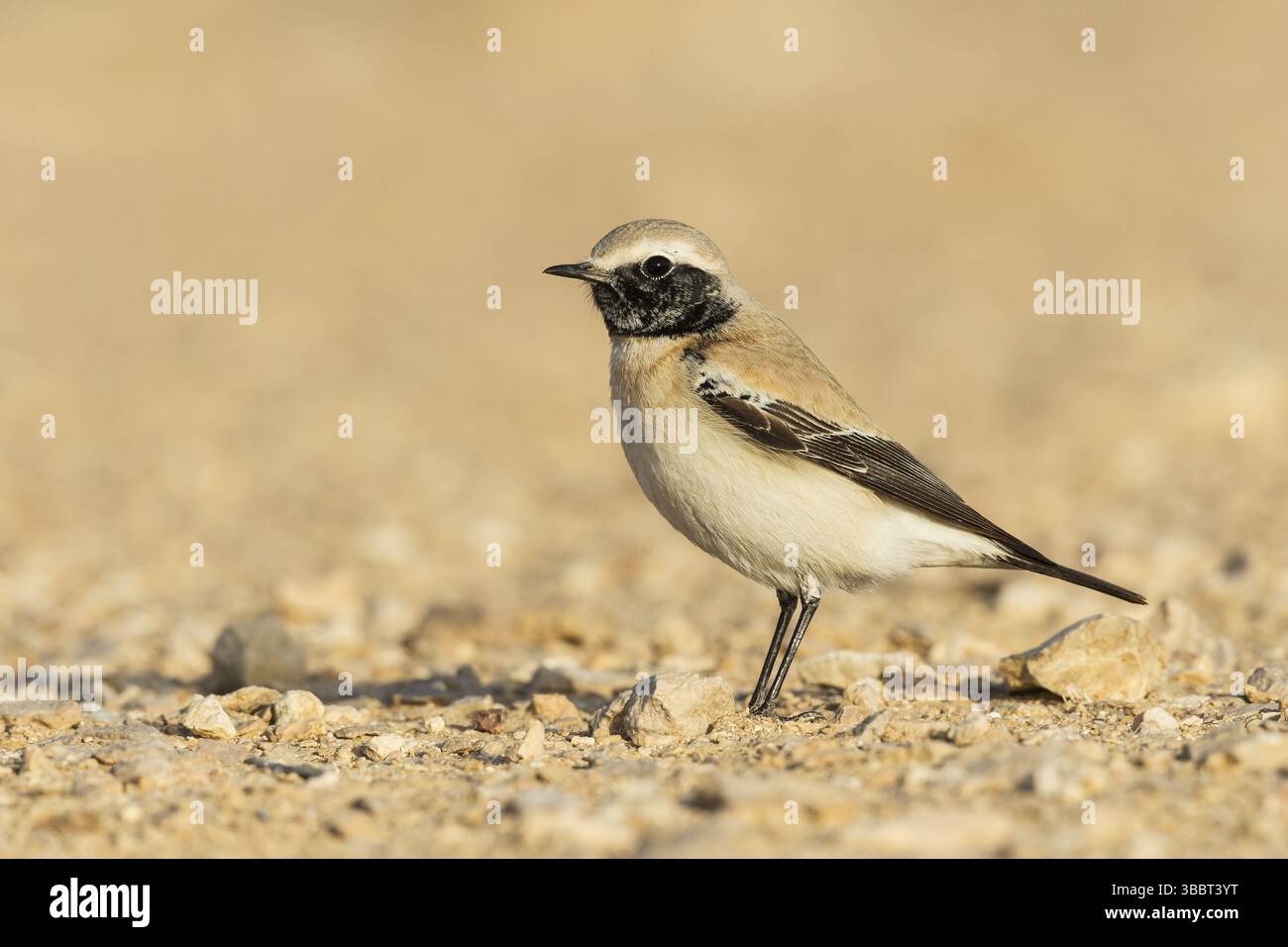 Desert Wheatear (Oenanthe deserti homochroa) male, Eilat, Israel, Asia Stock Photo - Alamy