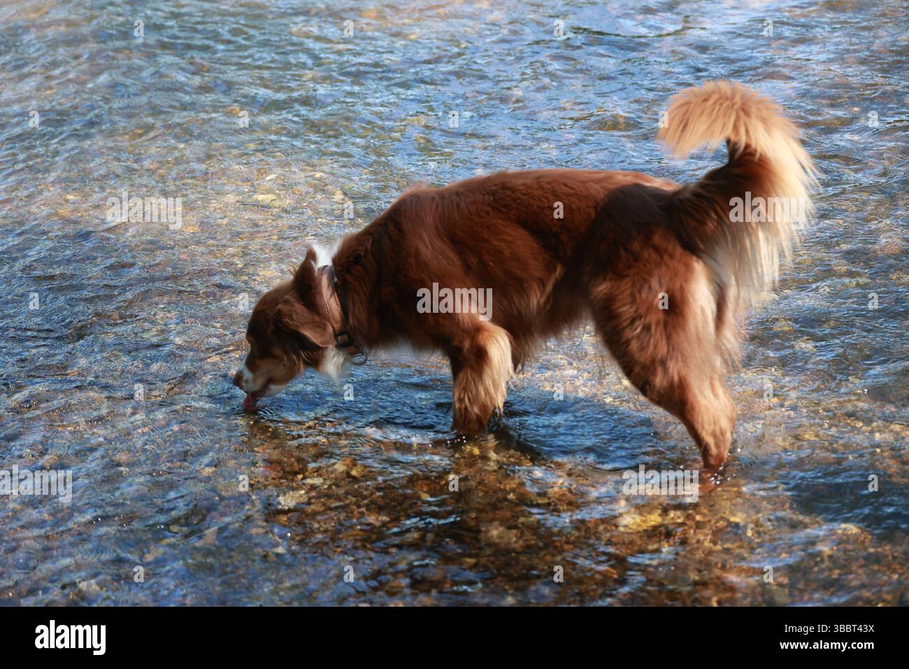Brown dog is drinking water from a river Stock Photo - Alamy