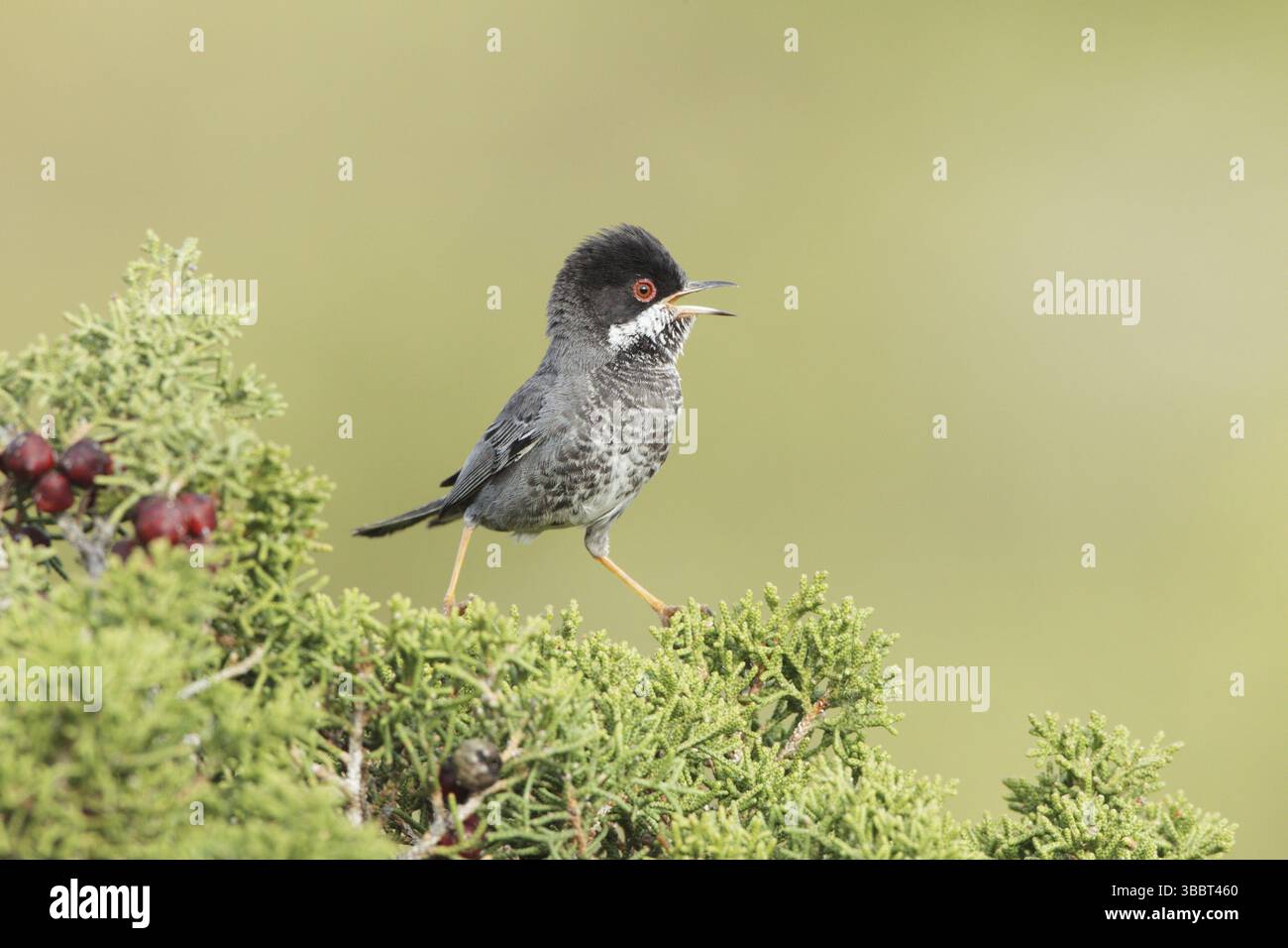 Cyprus Warbler (Sylvia melanothorax) male singing, Cyprus, Europe Stock ...