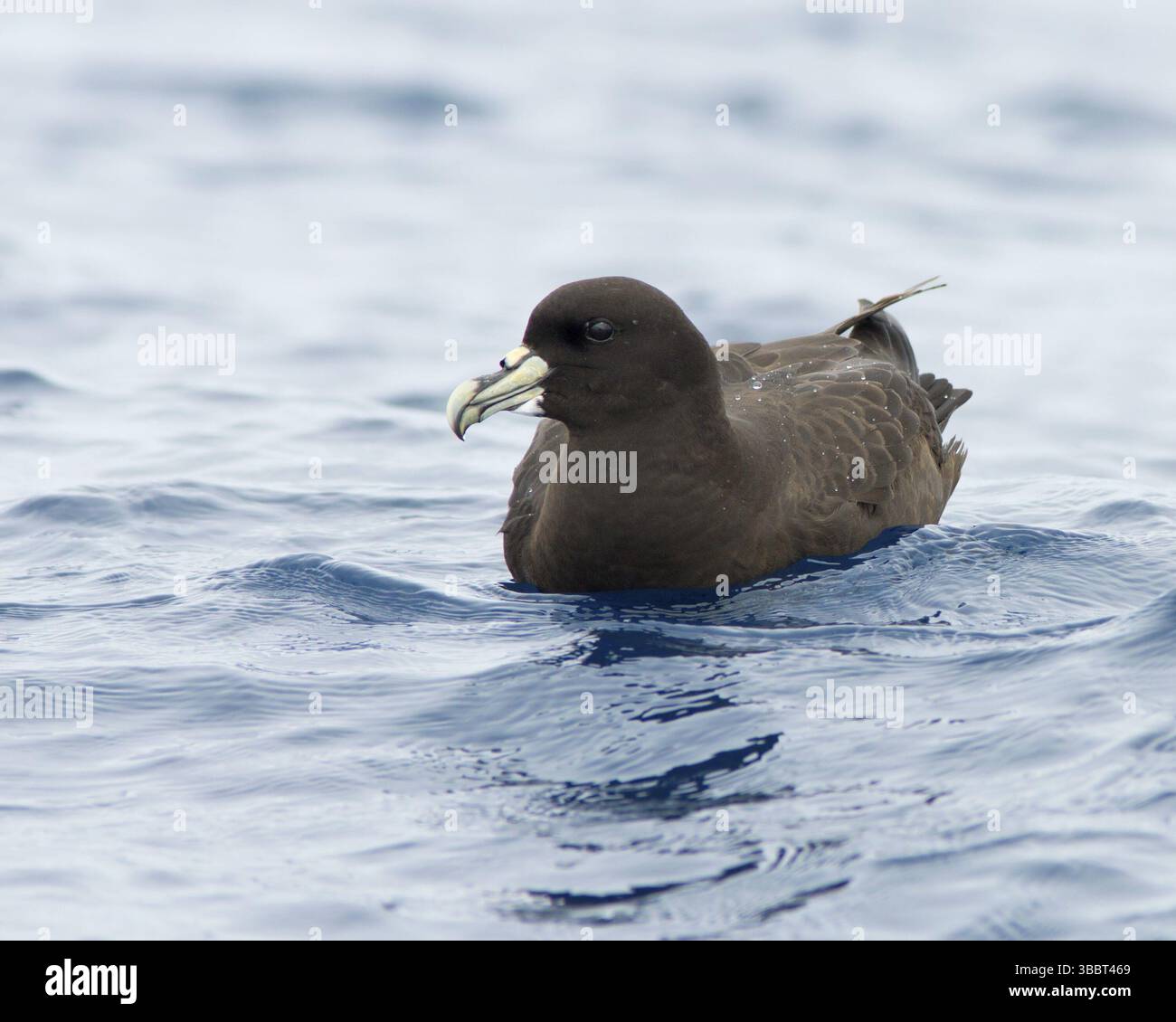 White-chinned Petrel (Procellaria aequinoctialis), Victoria, Australia ...