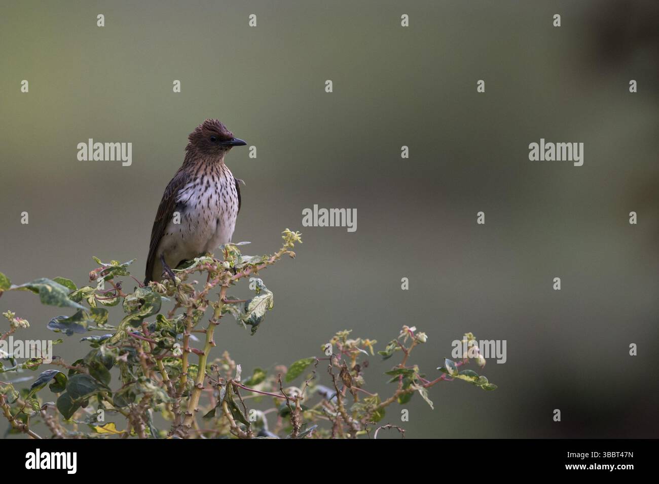 Violet-backed Starling (Cinnyricinclus leucogaster verreauxi) female ...