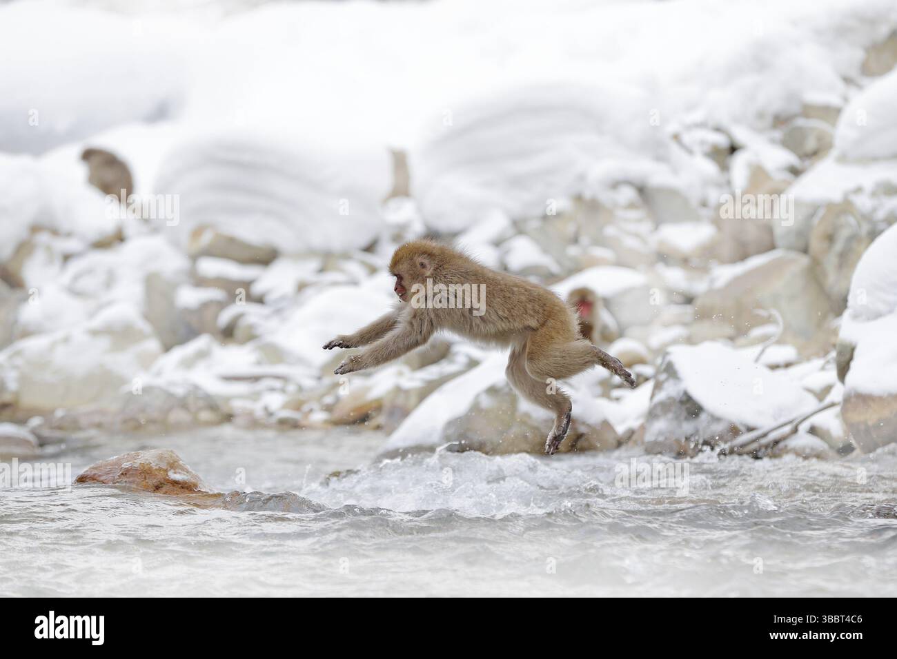 Monkey Japanese macaque, Macaca fuscata, jumping across the river ...