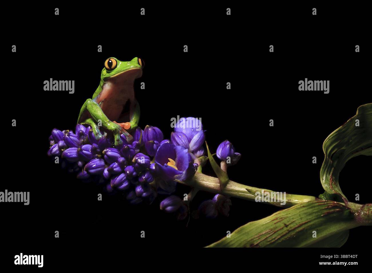 Blue-sided tree or yellow-eyed leaf frog (Agalychnis annae), highly ...