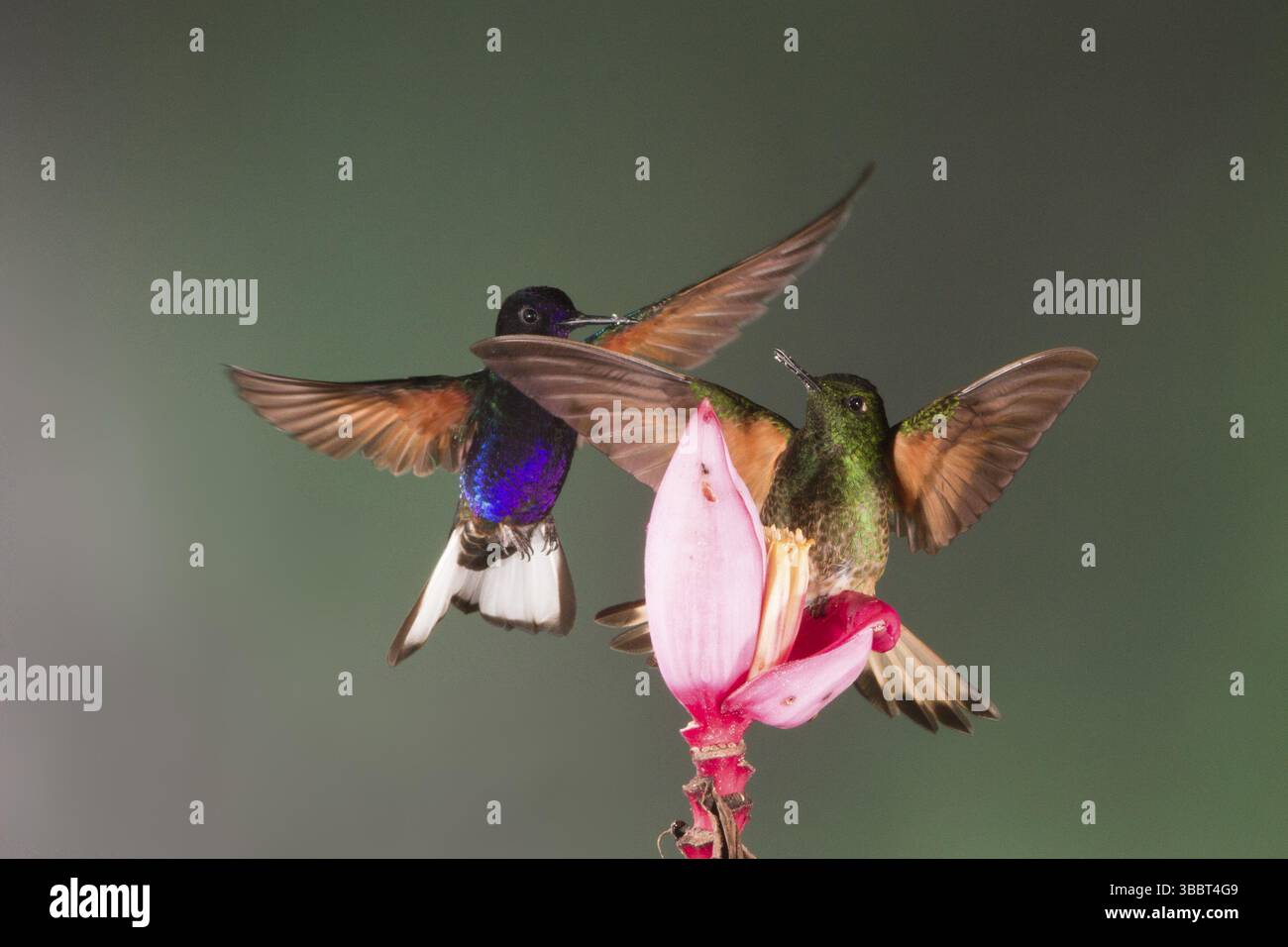 A Velvet-purple Coronet (above) and a Buff-tailed Coronet fight over a ...