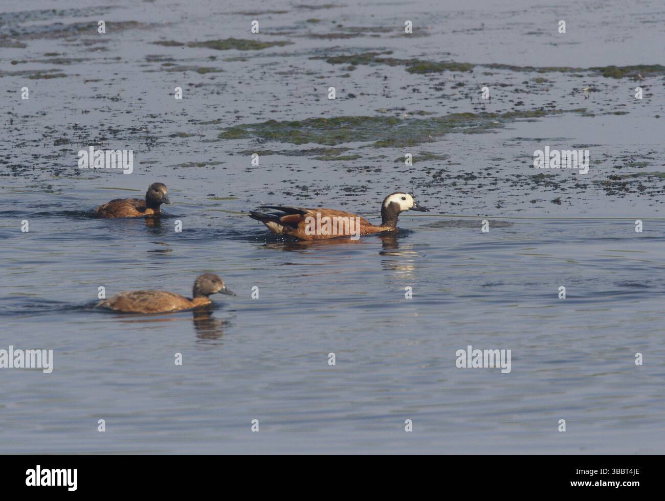 South African Shelduck (Tadorna cana) female with chicks, Natal, South ...