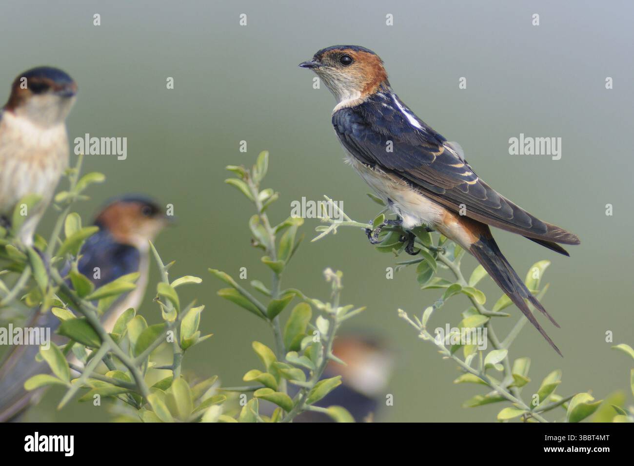 Red-rumped Swallow (Cecropis daurica), India, Asia Stock Photo - Alamy