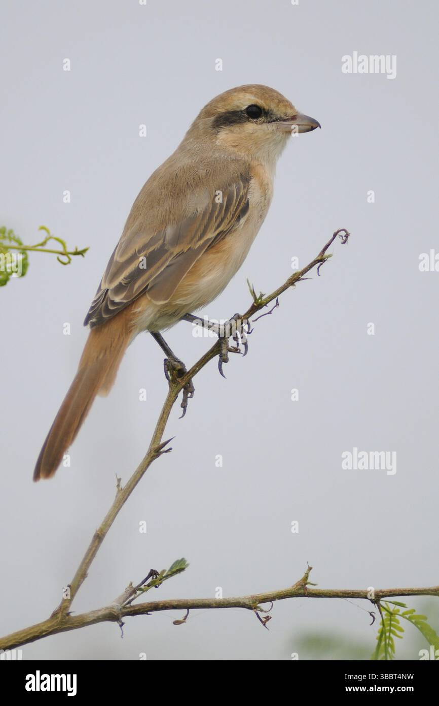 Red-tailed Shrike (Lanius phoenicuroides), India, Asia Stock Photo - Alamy