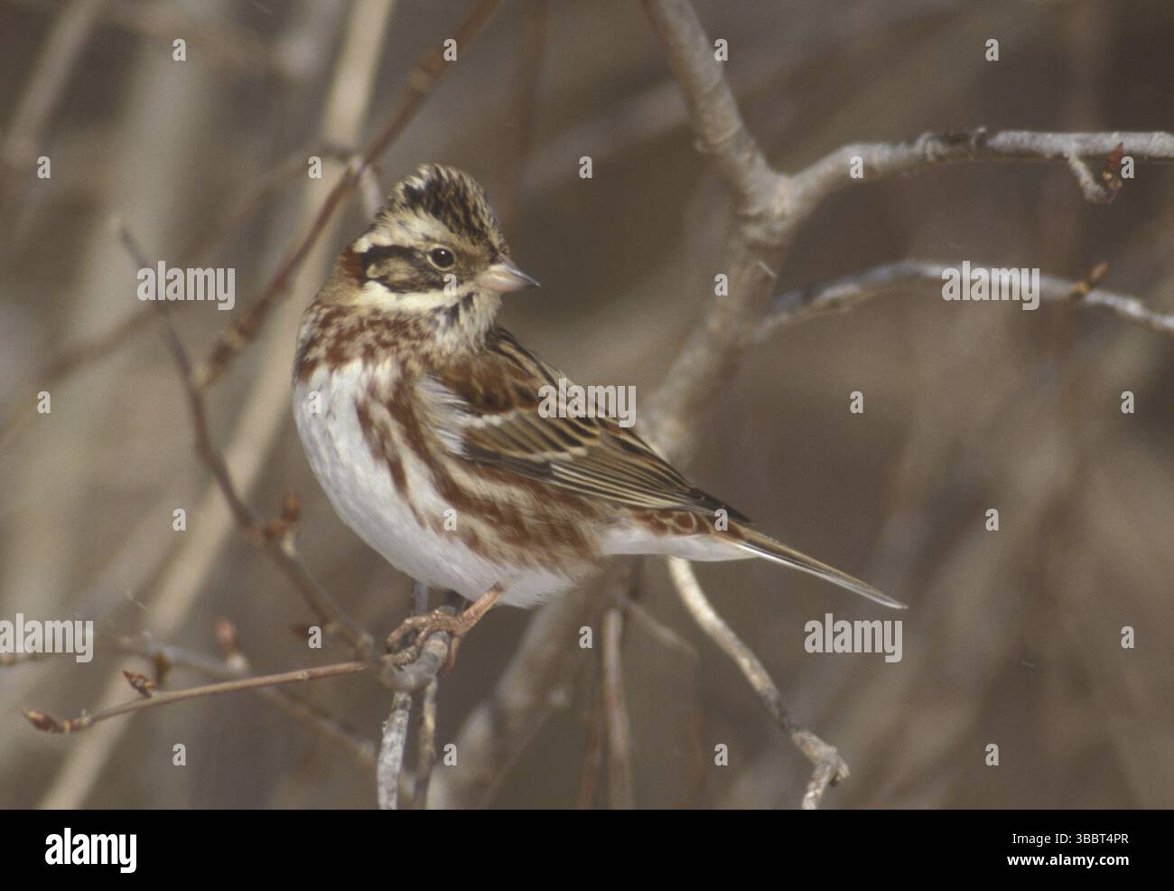 Rustic Bunting (Emberiza rustica) male, Aomori, Japan, Asia Stock Photo ...