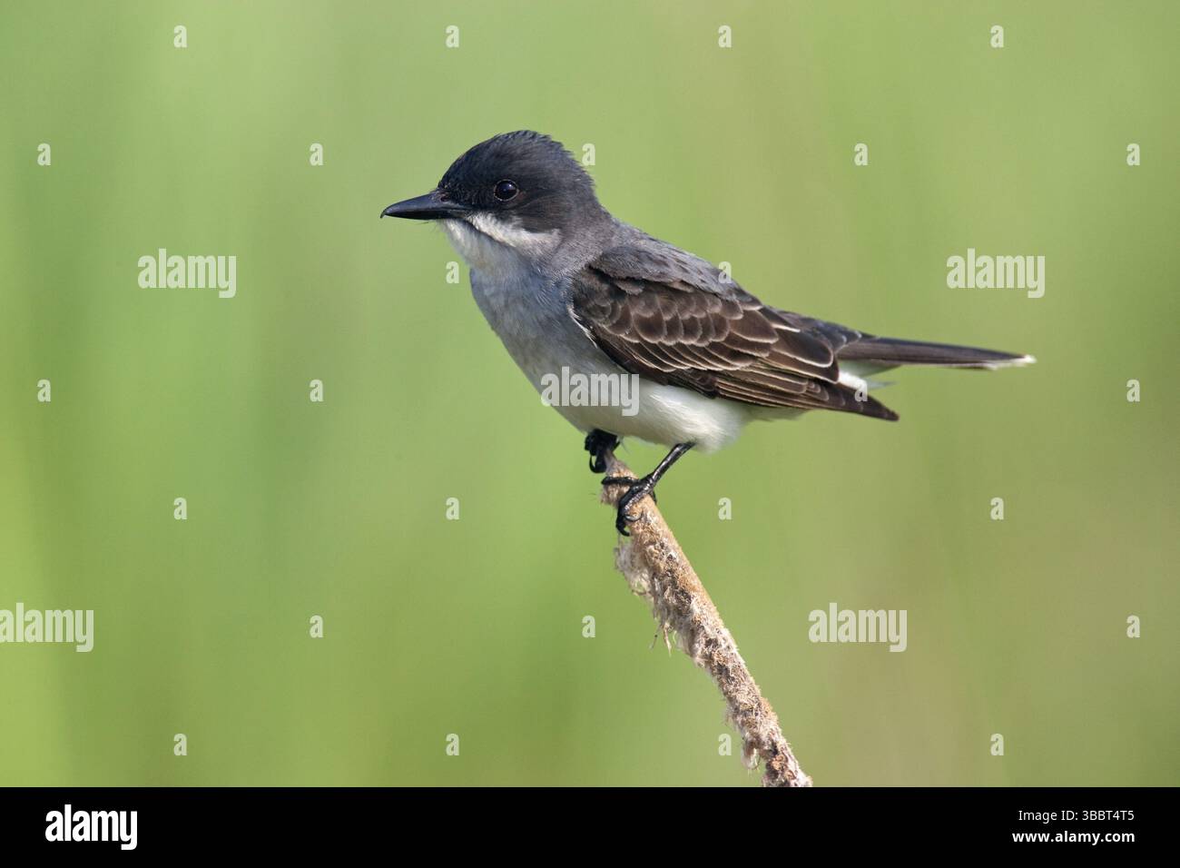 Eastern Kingbird (Tyrannus tyrannus), Texas, USA, North America Stock ...