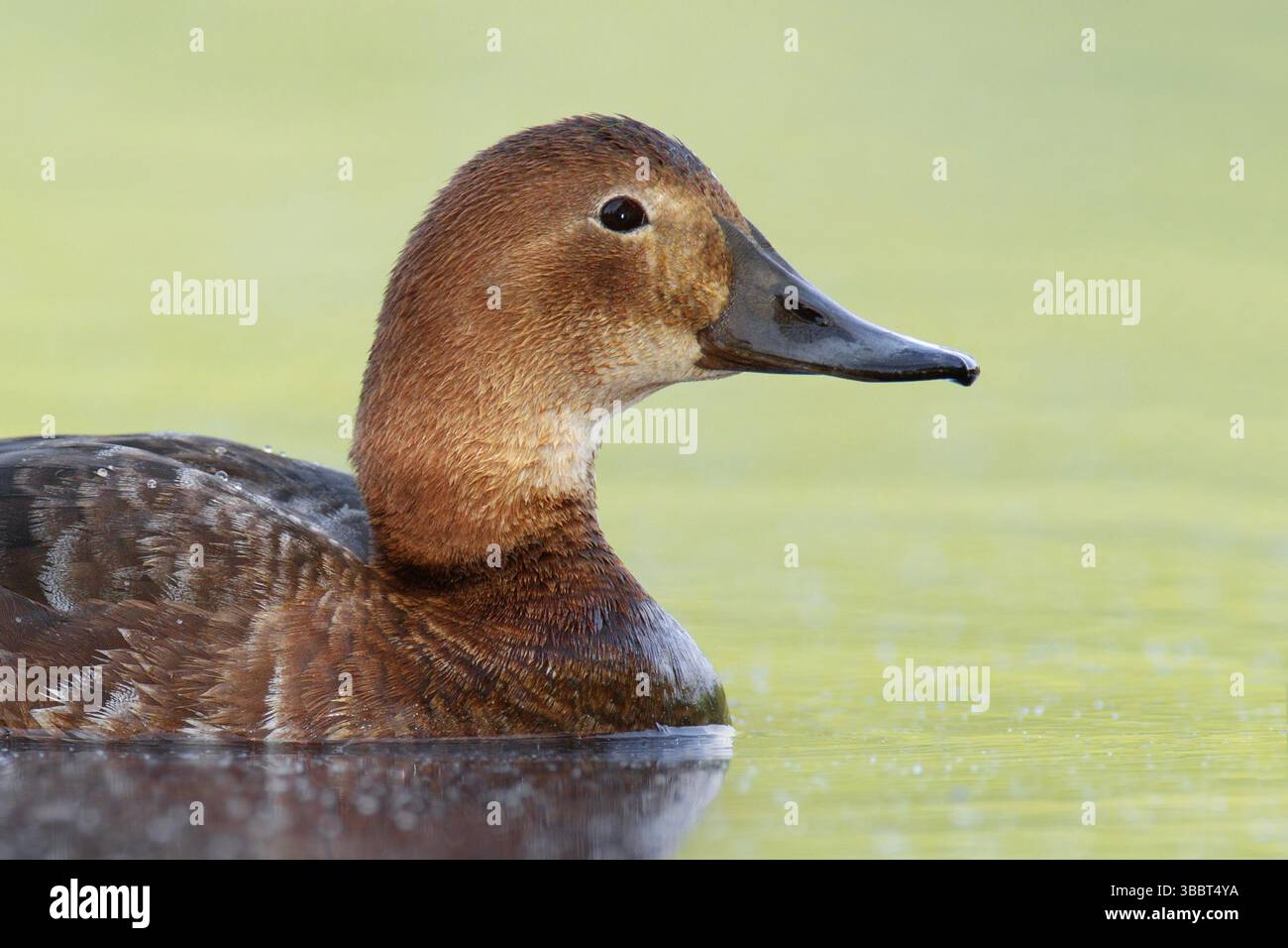 Common Pochard (Aythya ferina) female, Brandenburg, Germany, Europe ...