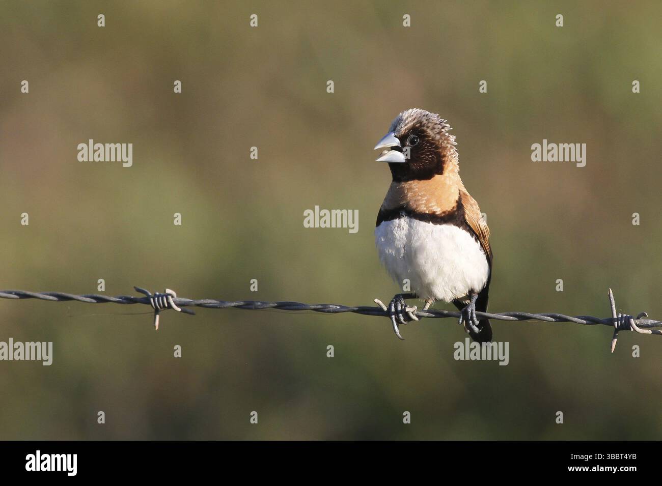 Chestnut-breasted Mannikin (Lonchura castaneothorax), Queensland ...