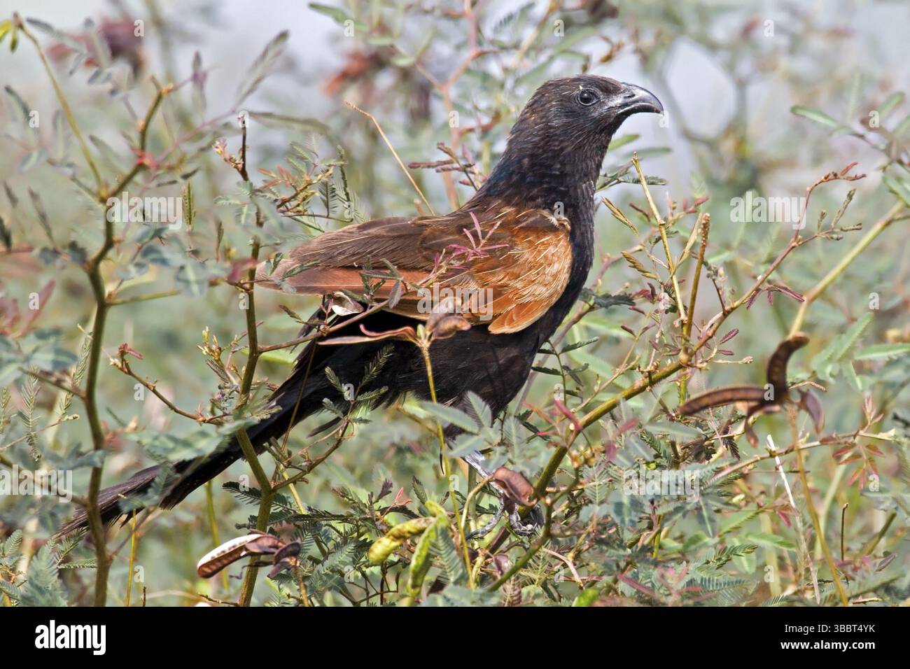 Lesser Coucal (Centropus bengalensis), Changi Cove, Singapore, Asia ...