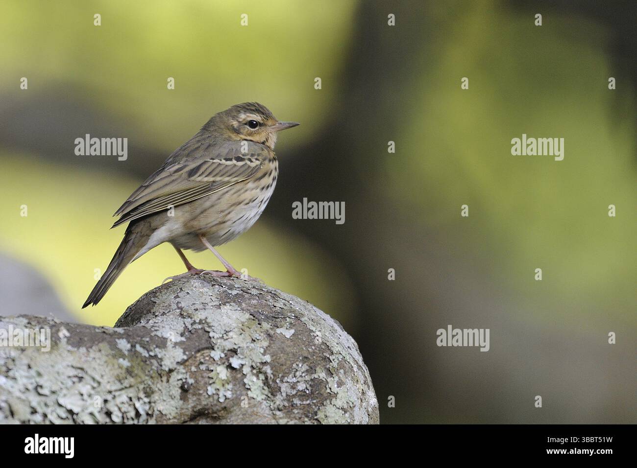 Olive-backed Pipit (Anthus hodgsoni), Bangalore, India, Asia Stock ...