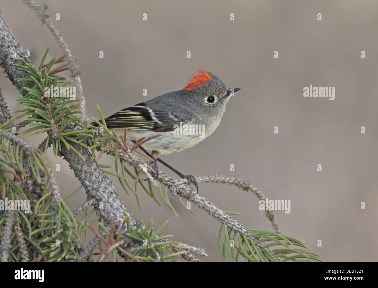Ruby-crowned Kinglet, Regulus calendula, displaying on a spruce tree in Saskatchewan Stock Photo ...