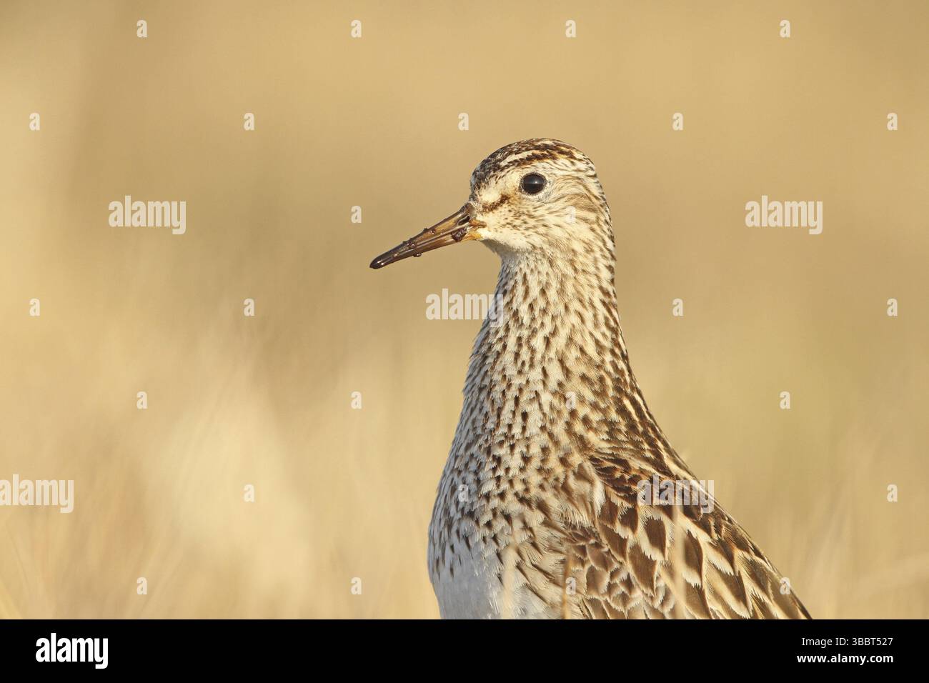 Pectoral Sandpiper (Calidris melanotos) female, Alaska, USA, North ...