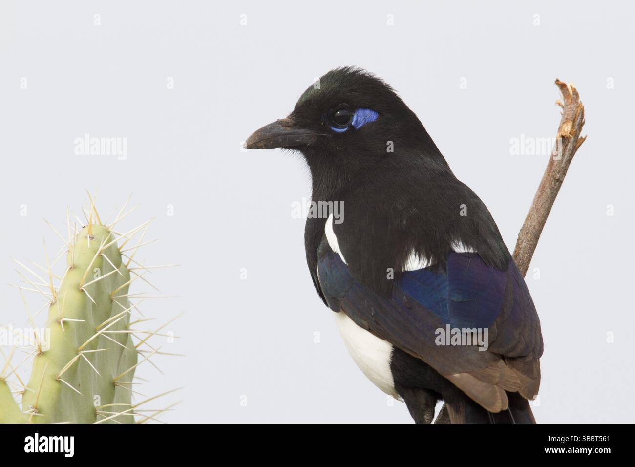 Pica mauritanica hi-res stock photography and images - Alamy