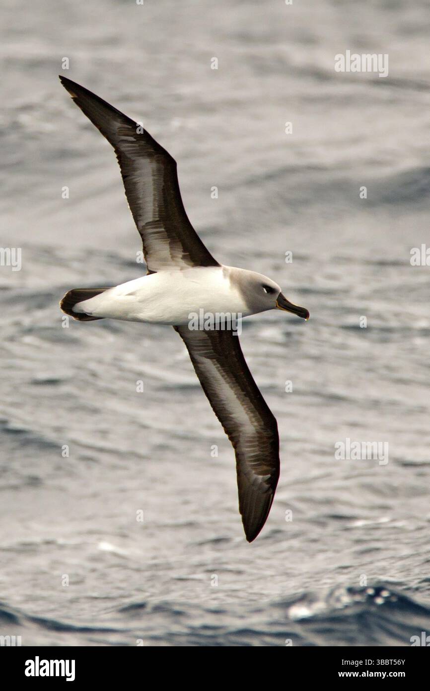 Grey-headed Albatross (Thalassarche chrysostoma) flying, South Pacific ...