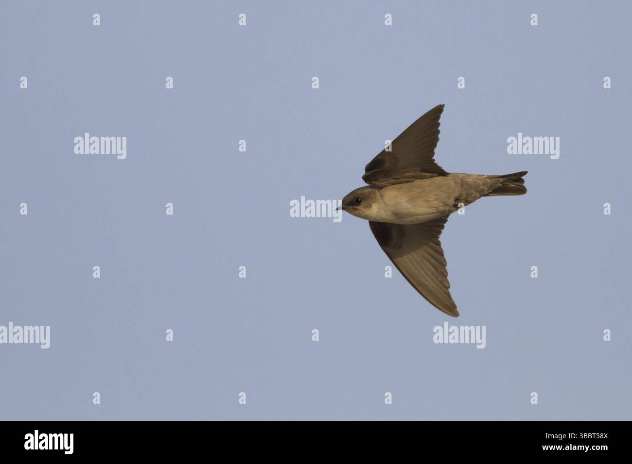 Rock Martin (Ptyonoprogne fuligula) flying, Oman, Asia Stock Photo - Alamy