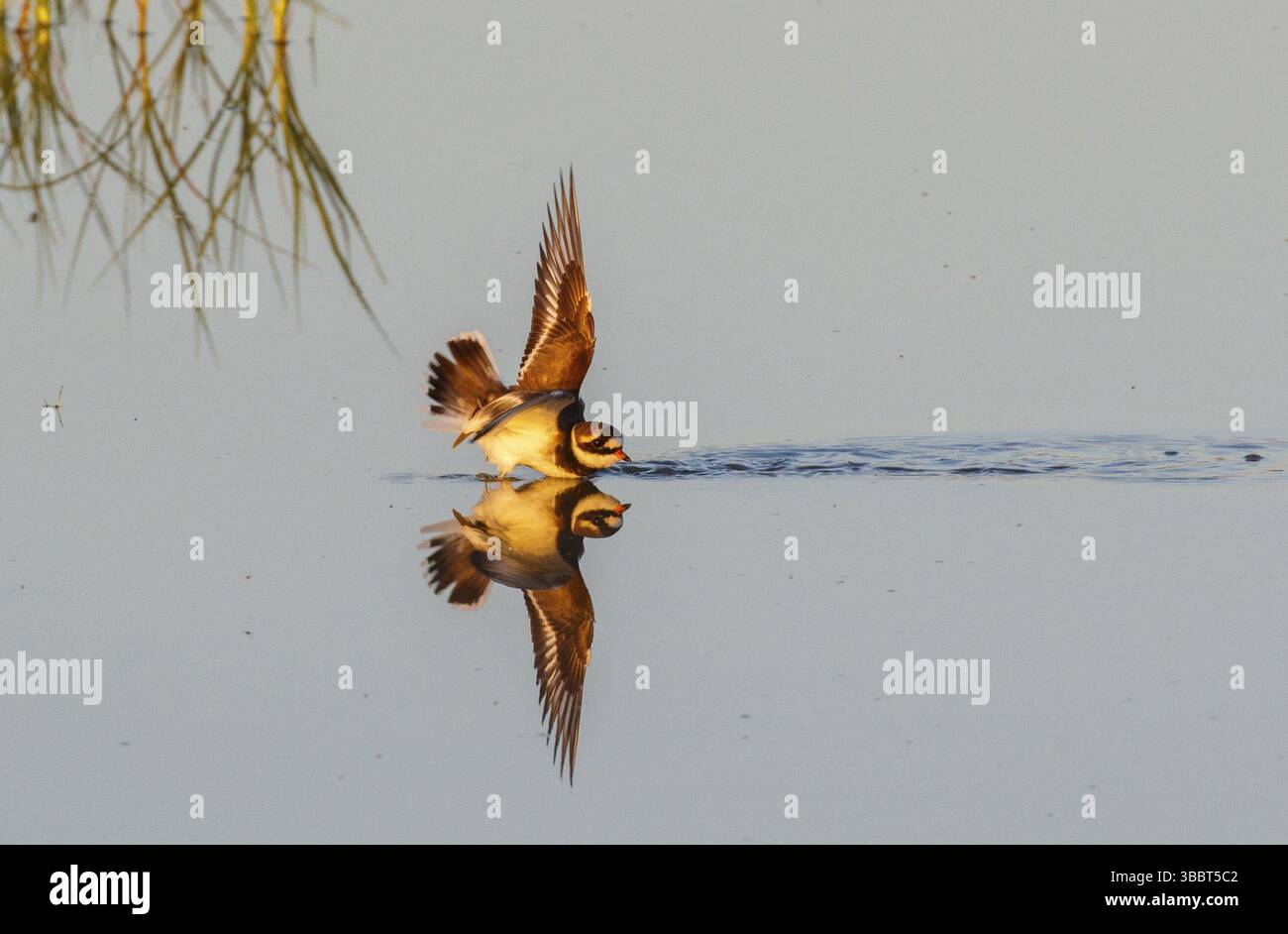 Common Ringed Plover (Charadrius hiaticula) flying, Mallorca, Spain ...