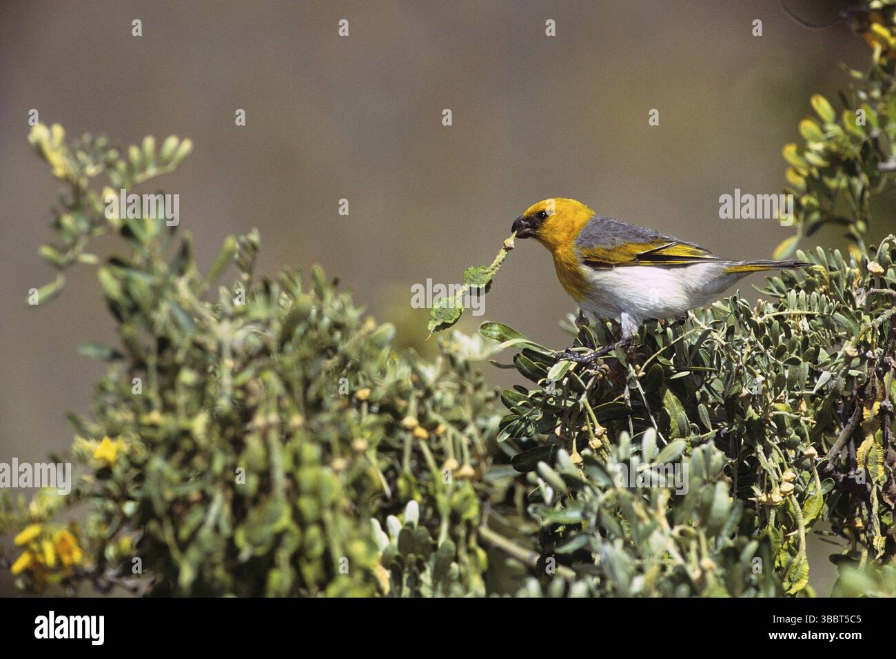 Palila, Loxioides bailleui, endangered Hawaiian Honeycreeper Stock Photo - Alamy