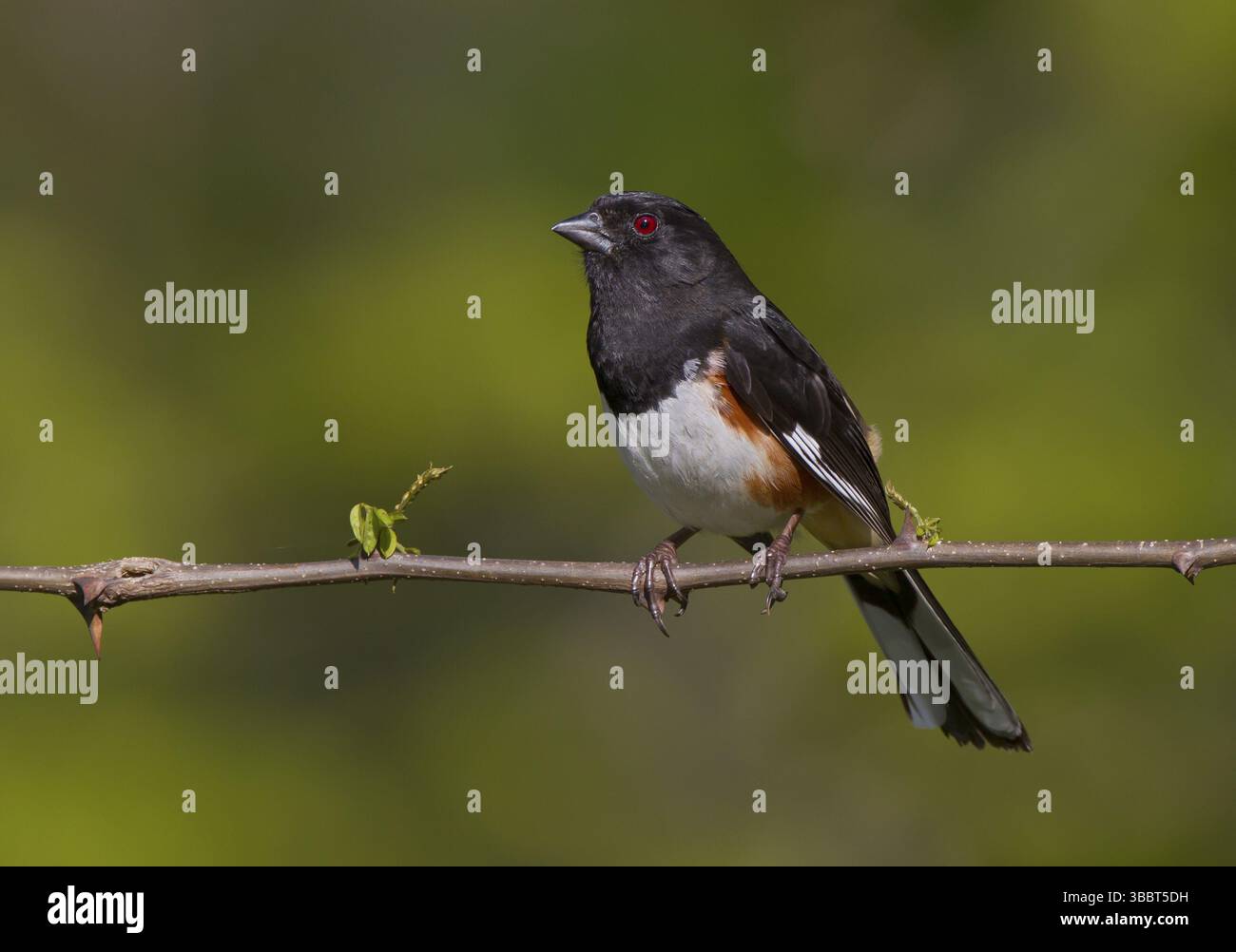 Eastern Towhee, male Stock Photo - Alamy