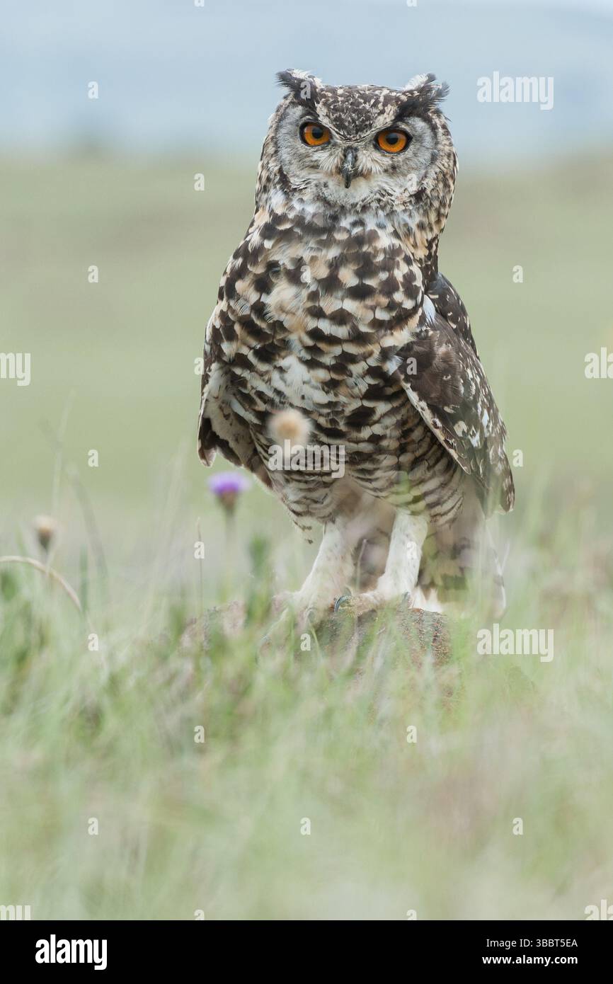 Cape eagle owl bubo capensis hi-res stock photography and images - Alamy