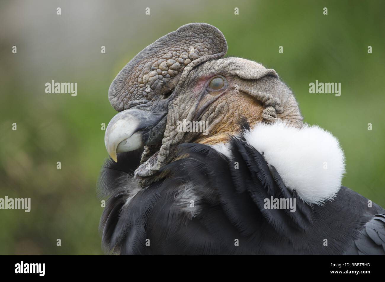 An Andean Condor at Parque Condor (Condor Park) in Otavalo, Ecuador ...