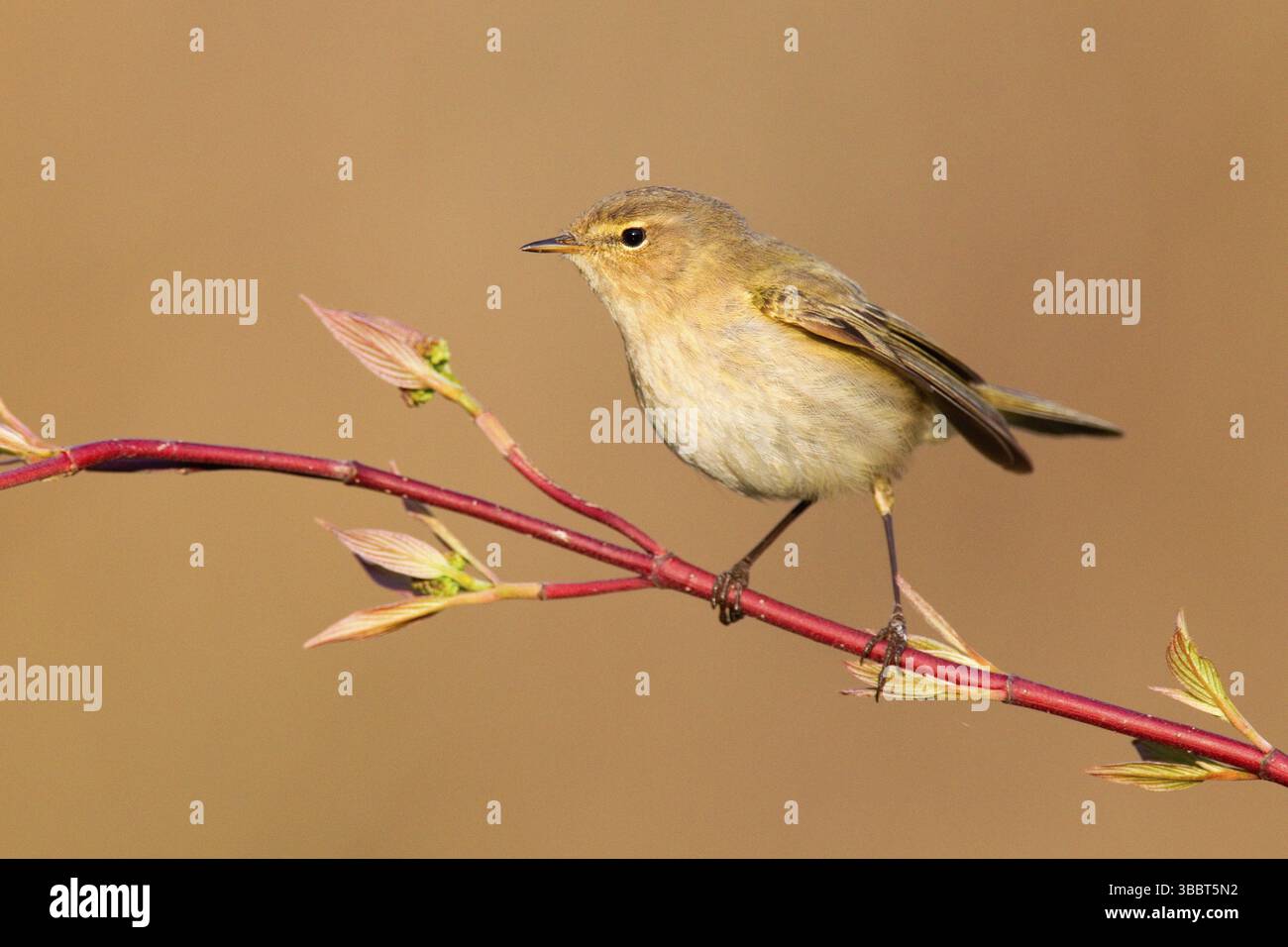 Common Chiffchaff (Phylloscopus collybita), Brandenburg, Germany ...