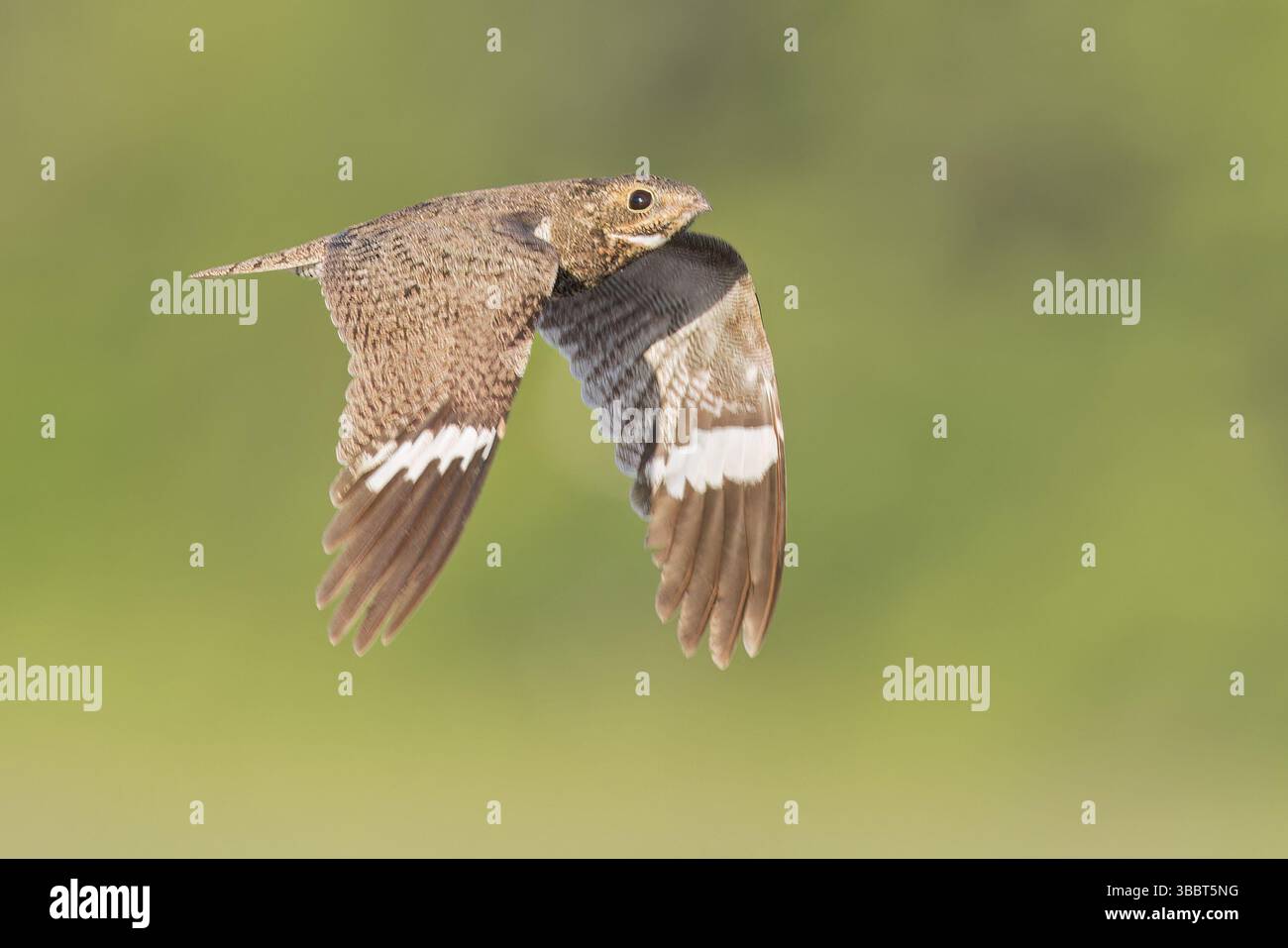 Nacunda Nighthawk (Podager nacunda) flying in the Pantanal of Brazil ...