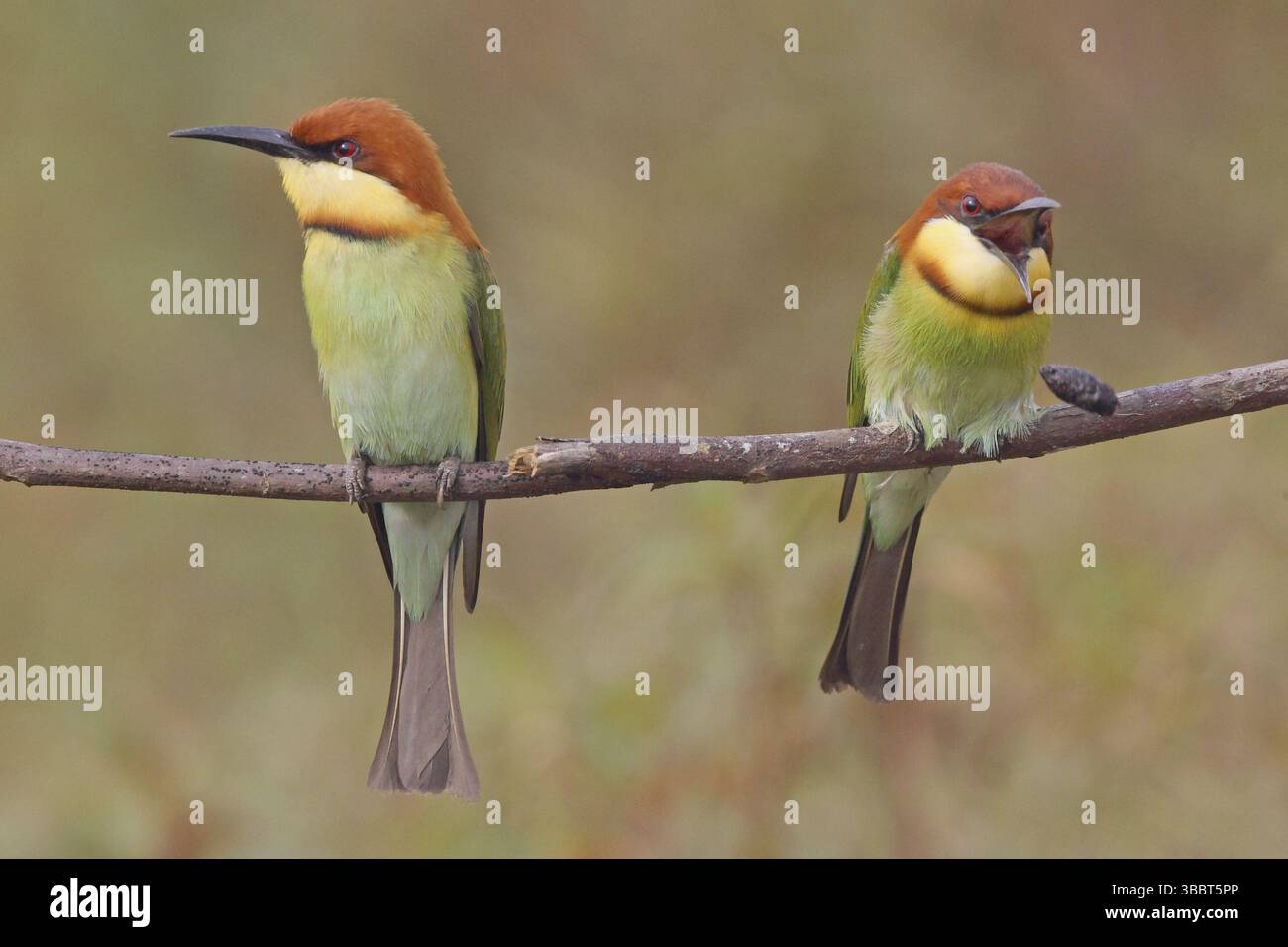 Chestnut-headed Bee-eater (Merops leschenaulti) expelling chitin ...