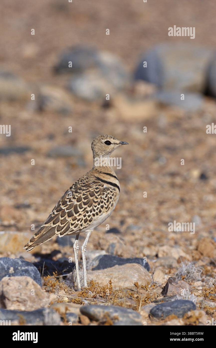 Double-banded Courser (Rhinoptilus africanus), Hardap, Namibia, Africa ...