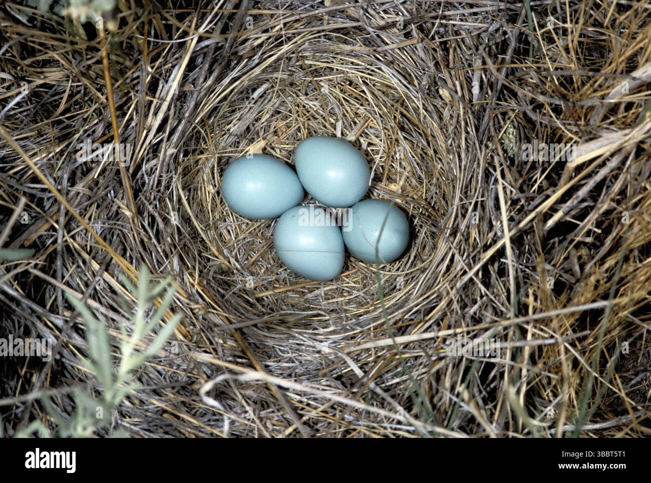 Lark Bunting Calamospiza melanocorys Pawnee National Grasslands ...