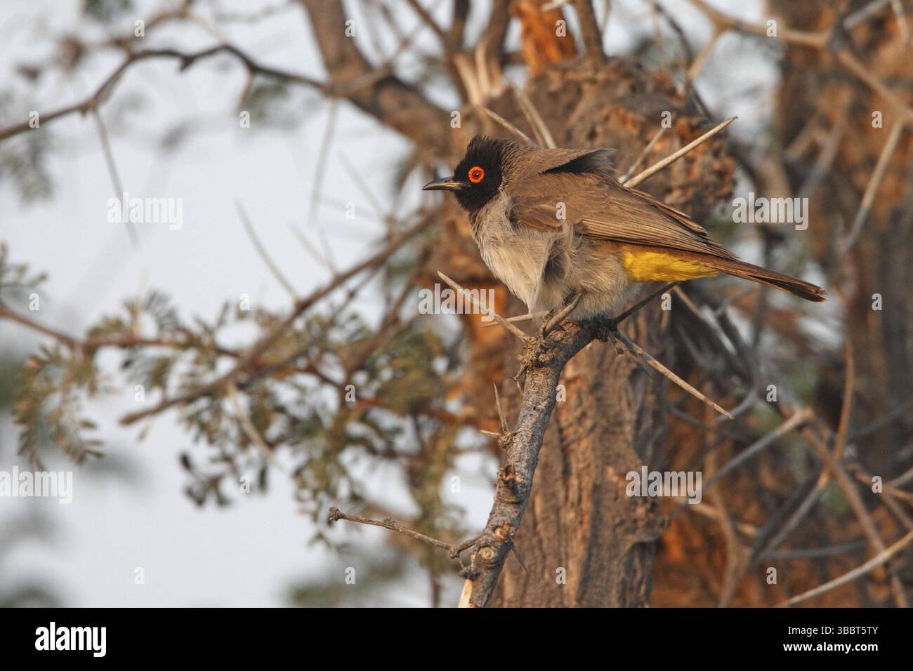 Asian Red-eyed Bulbul (Pycnonotus brunneus), Namibia, Africa Stock ...